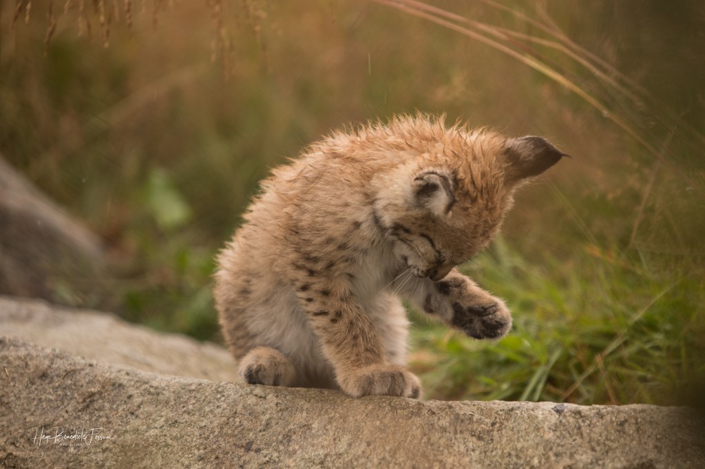 Wildlife